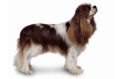 Cavalier King Charles | VCA Animal Hospitals