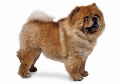 Dog Breed Landing | VCA Animal Hospitals VCA Animal Hospitals