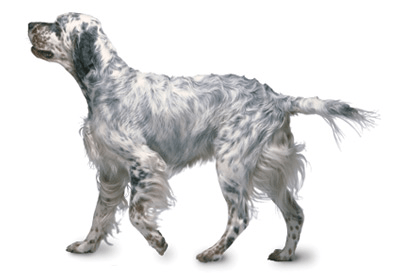 English Setter | VCA Animal Hospitals