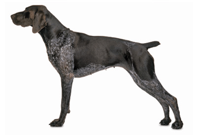 Different Types Of Pointer Dogs