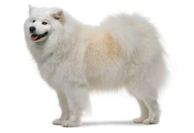 Samoyed | VCA Animal Hospitals