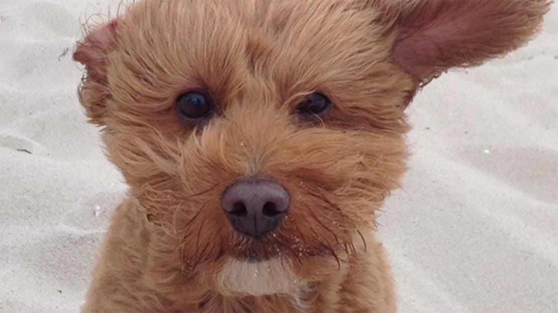 Beloved cockapoo inspires meaningful, tennis-themed tribute - Inspiring ...