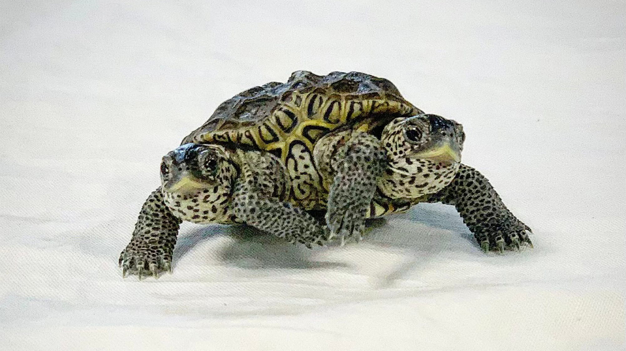 Seeing Double: Rare Two-Headed Turtle Visits VCA South Shore (Weymouth ...