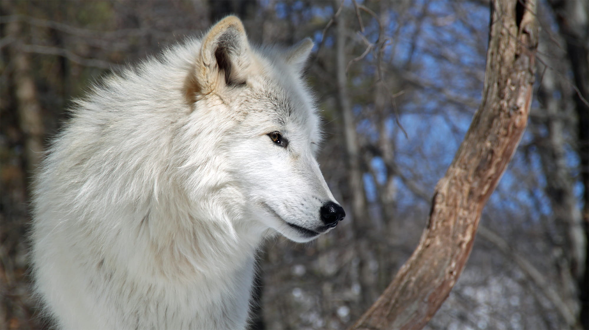 VCA Vet Helps Wolves Thrive in a NJ Preserve - Inspiring Animal Stories ...