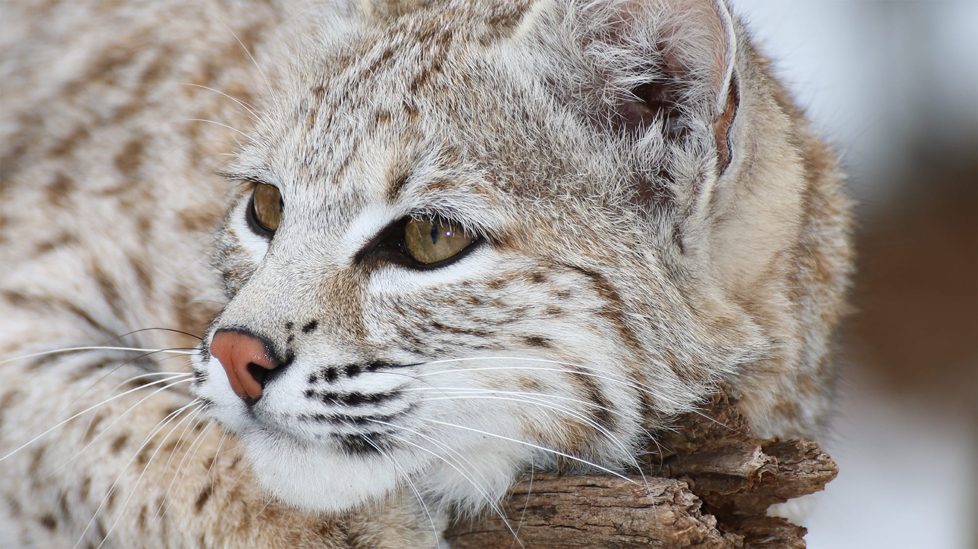 VCA Vet Helps Wolves Thrive in a NJ Preserve - Inspiring Animal Stories ...