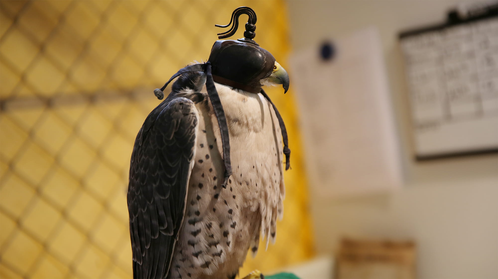 The Royal Treatment: Making House Calls to Medieval Times - Inspiring ...
