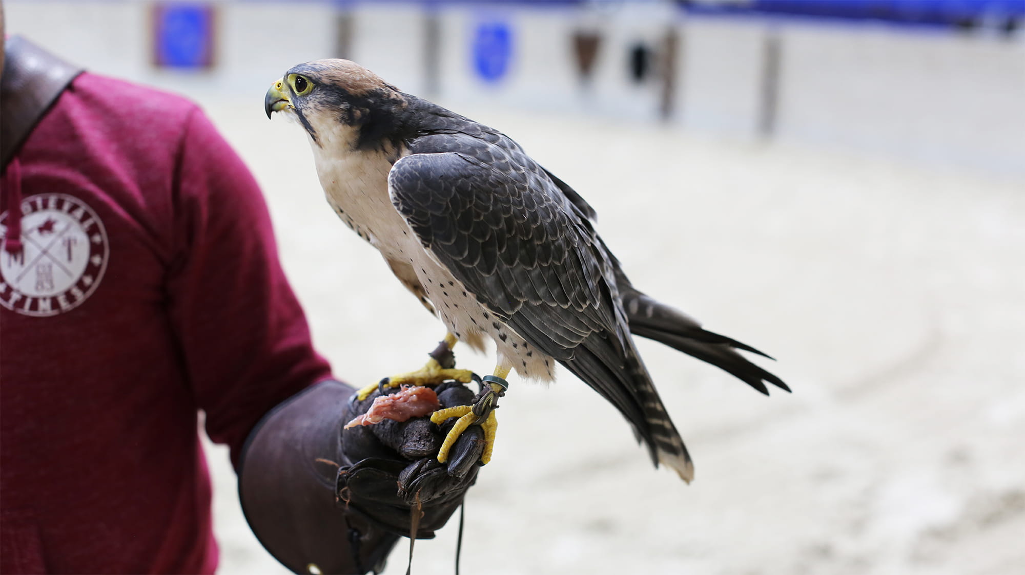 The Royal Treatment: Making House Calls to Medieval Times - Inspiring ...