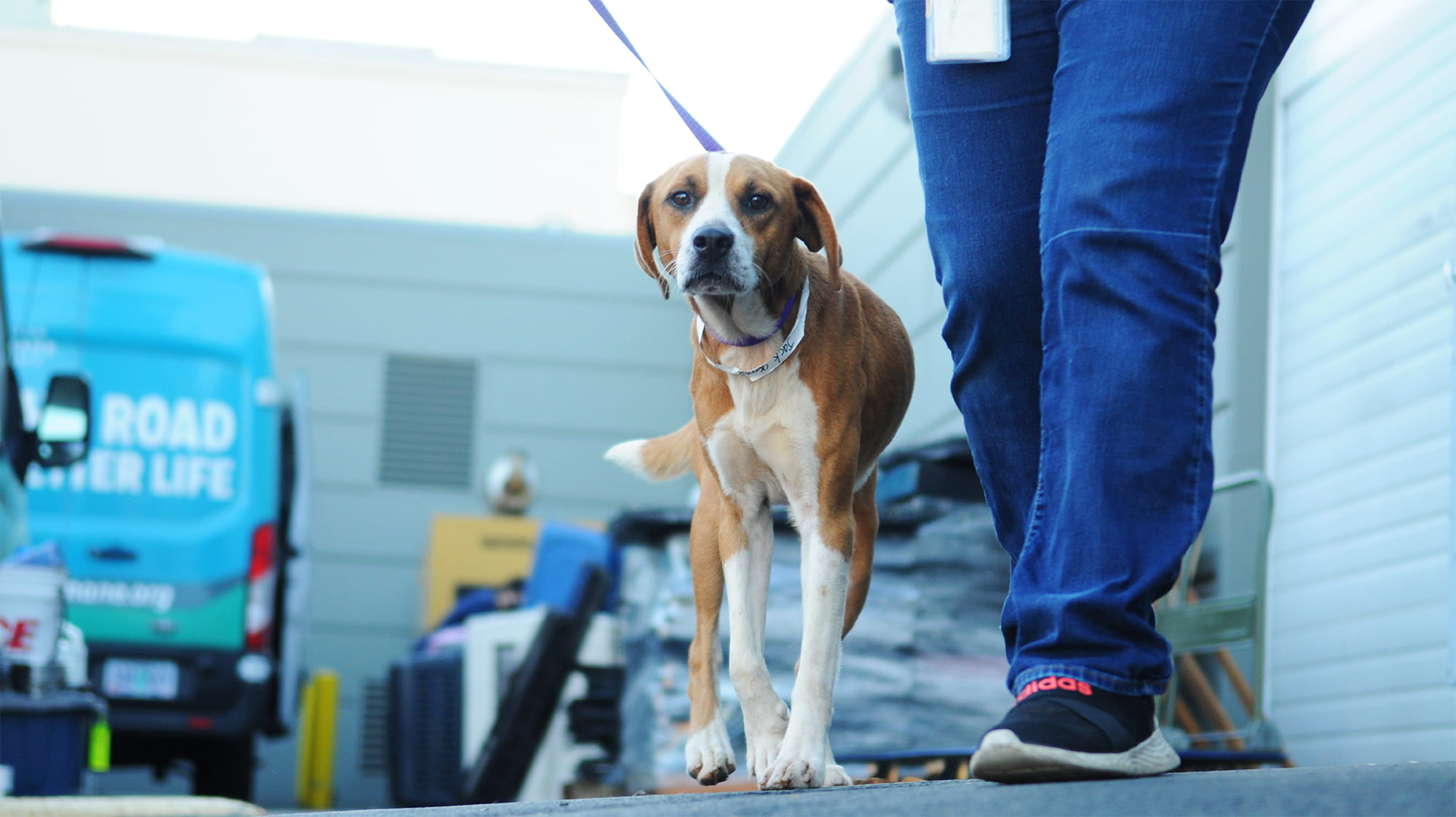 VCA Charities Join Forces with Banfield and Pedigree Foundations to ...