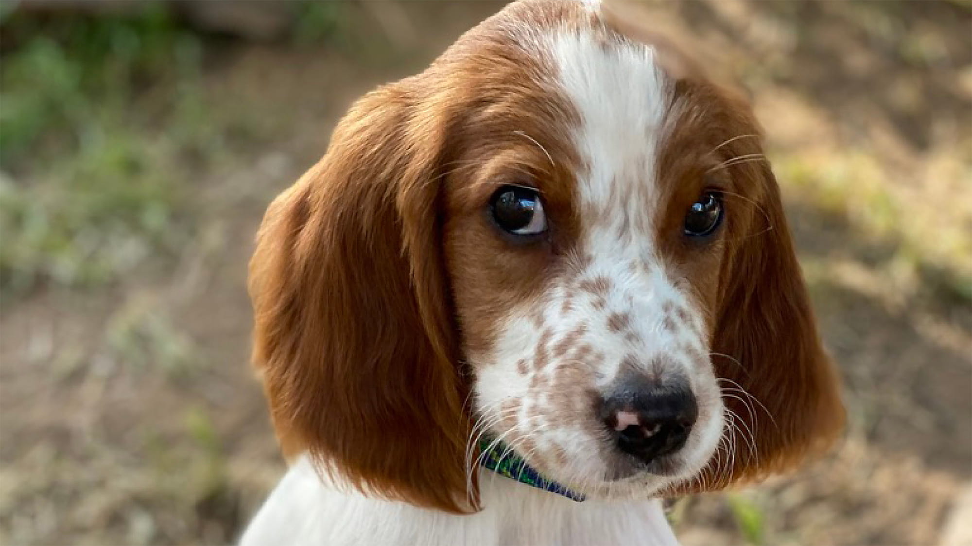 Teamwork at the Heart of Saving 6-Week-Old Puppy - Inspiring Animal ...