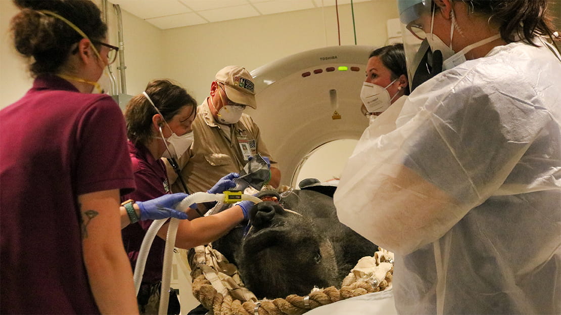 VCA Specialists Contribute to Veterinary Care at World-Renowned Zoo ...