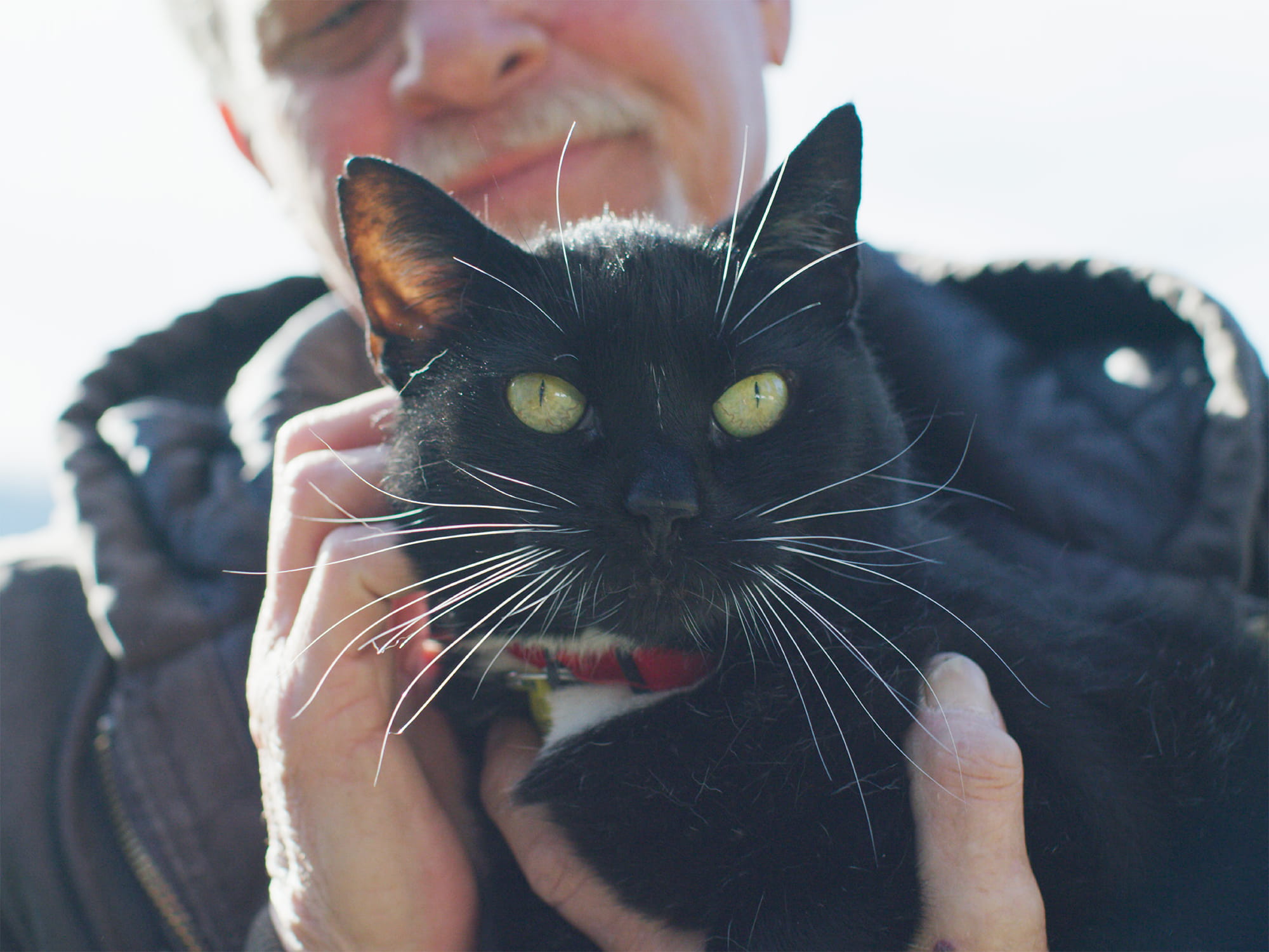 A Story of Wildfire Survival, Healing and Joyful Reunion: Socks the Cat ...