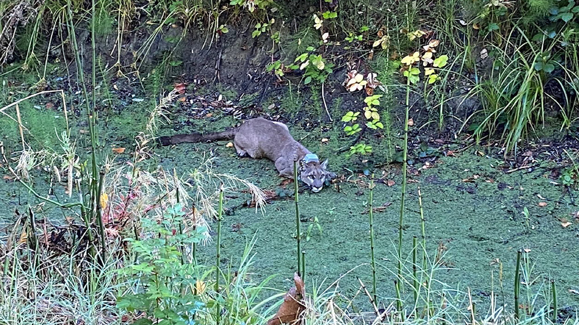 How P26 became Wobbly: A California mountain lion story - Inspiring ...