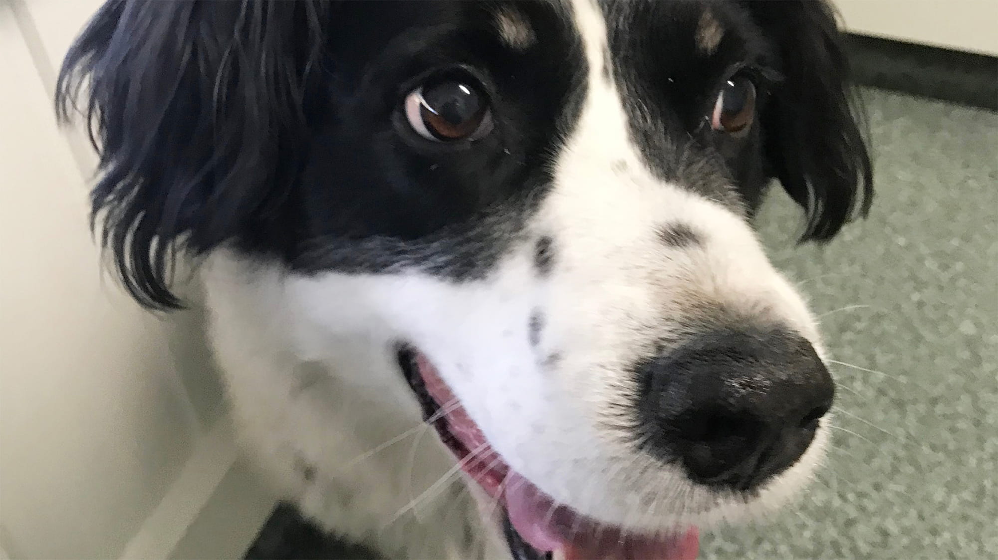 Bella Breathes Again Thanks to Oncology Department - Inspiring Animal ...