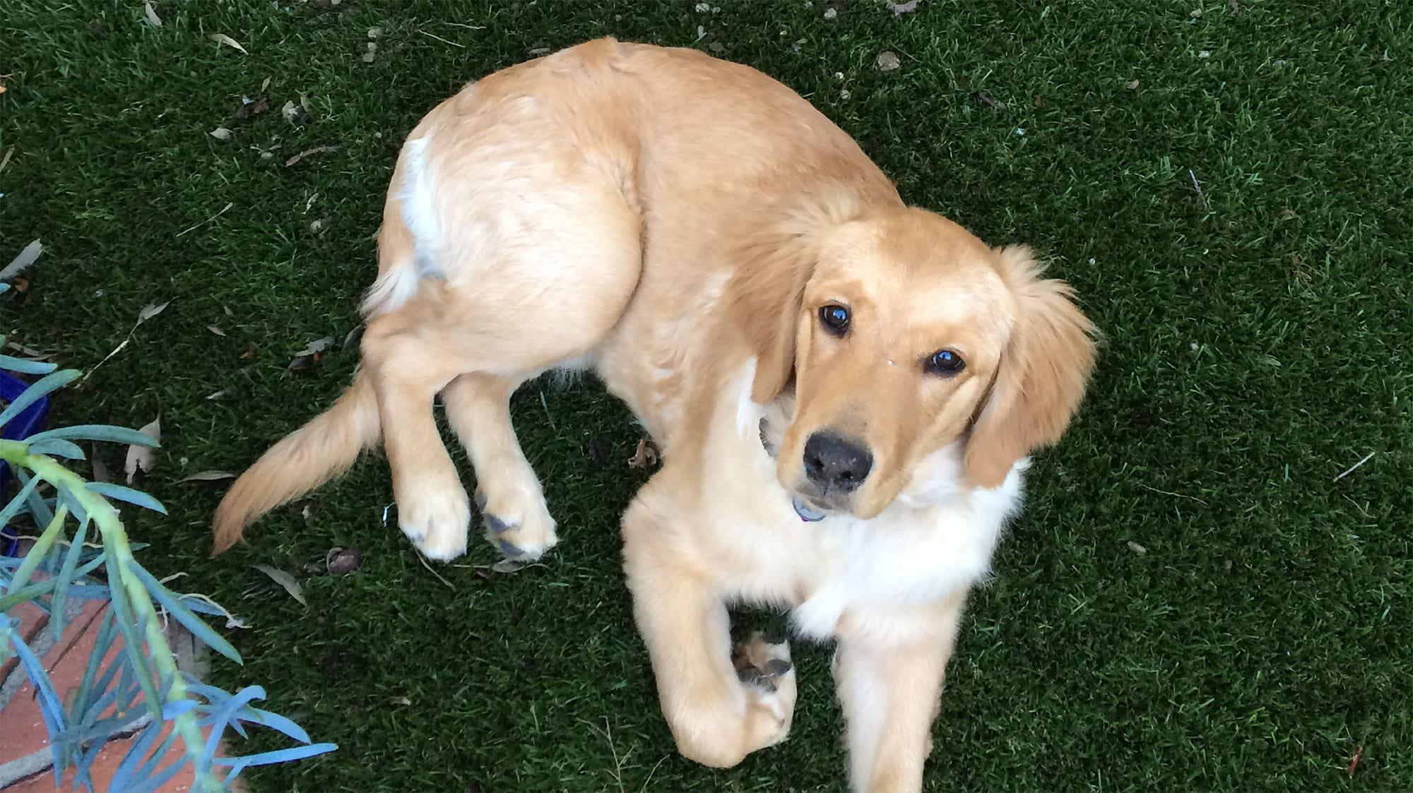 Golden Retriever Still Vibrant After 4 Joint Surgeries - Inspiring Animal Stories | VCA Voice