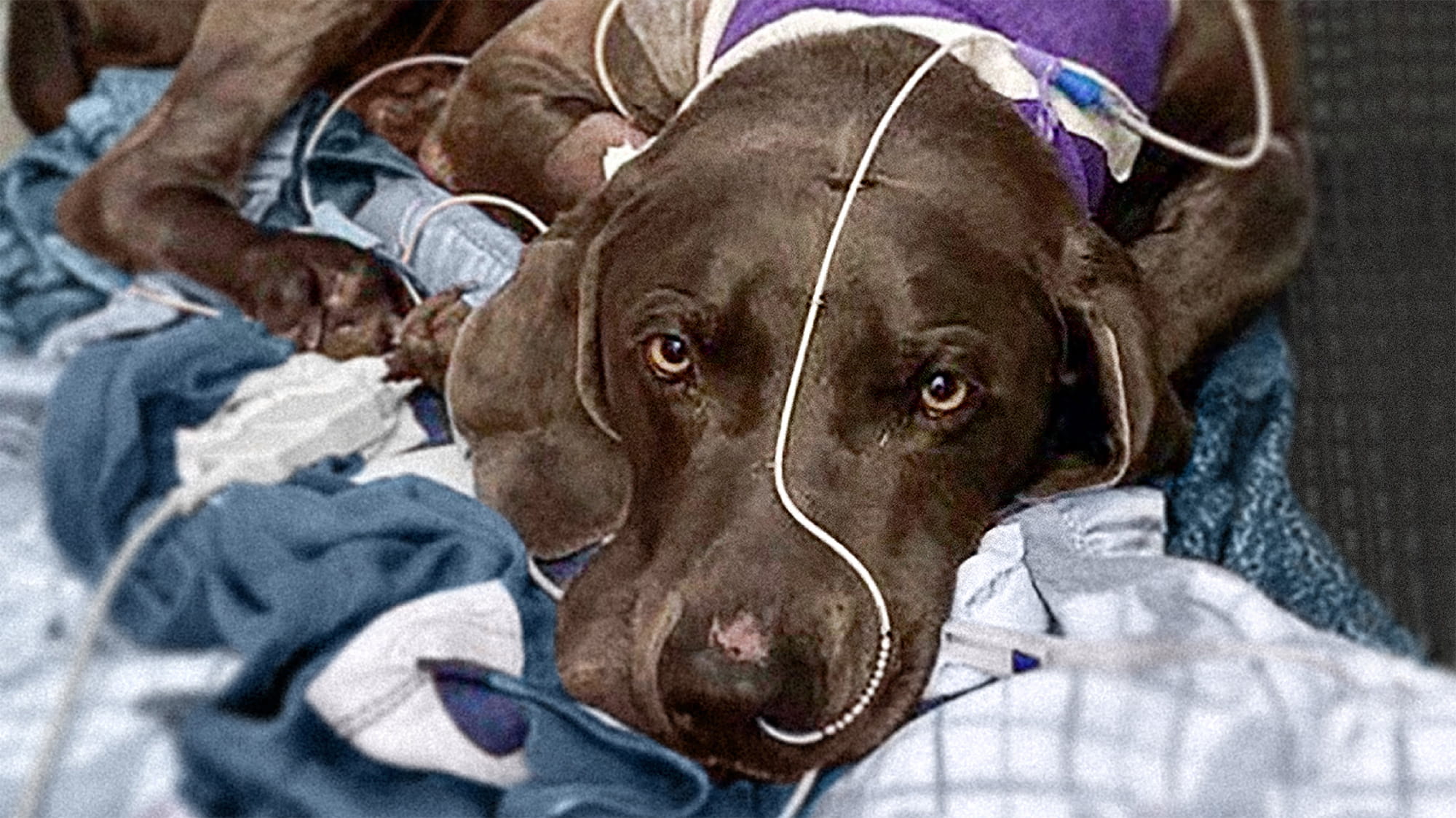 After Surviving Shocking Violence, Shiloh is Safe at Home - Inspiring ...