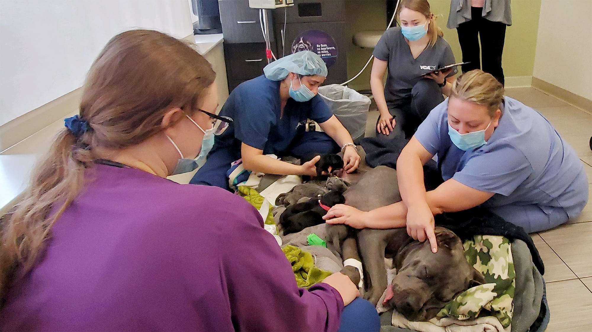 Emergency C-section by VCA Veterinarian Saves Mom and Pups - Inspiring ...