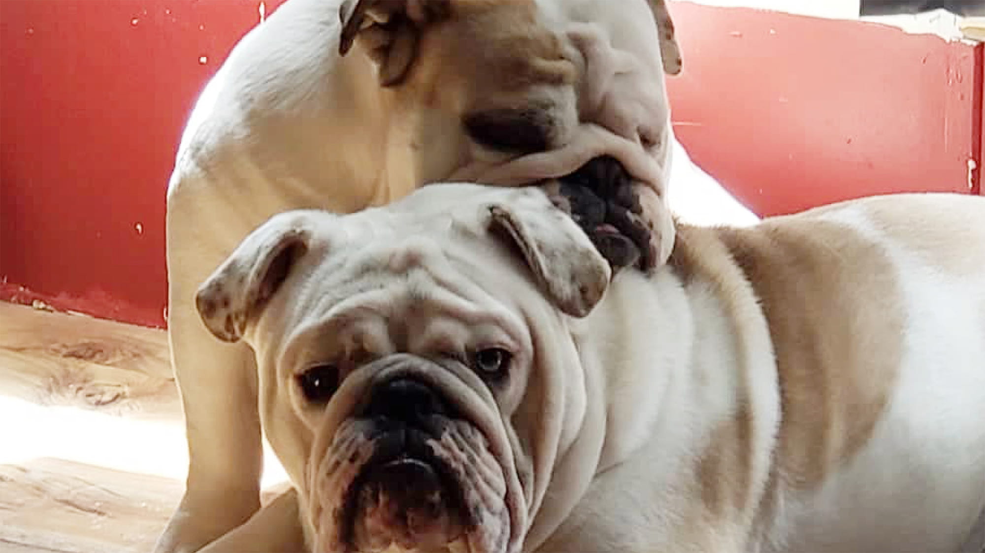 Squeaky Dog Toy Leads to Emergency Surgery for Bulldog - Inspiring ...