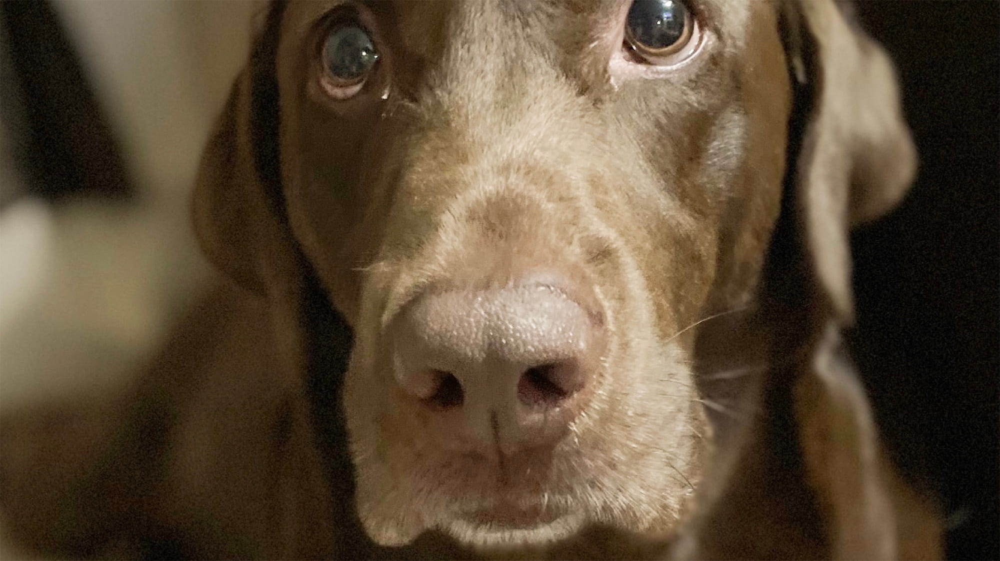 Nettie the Lab Breathes Easily Again Thanks to VCA - Inspiring Animal ...