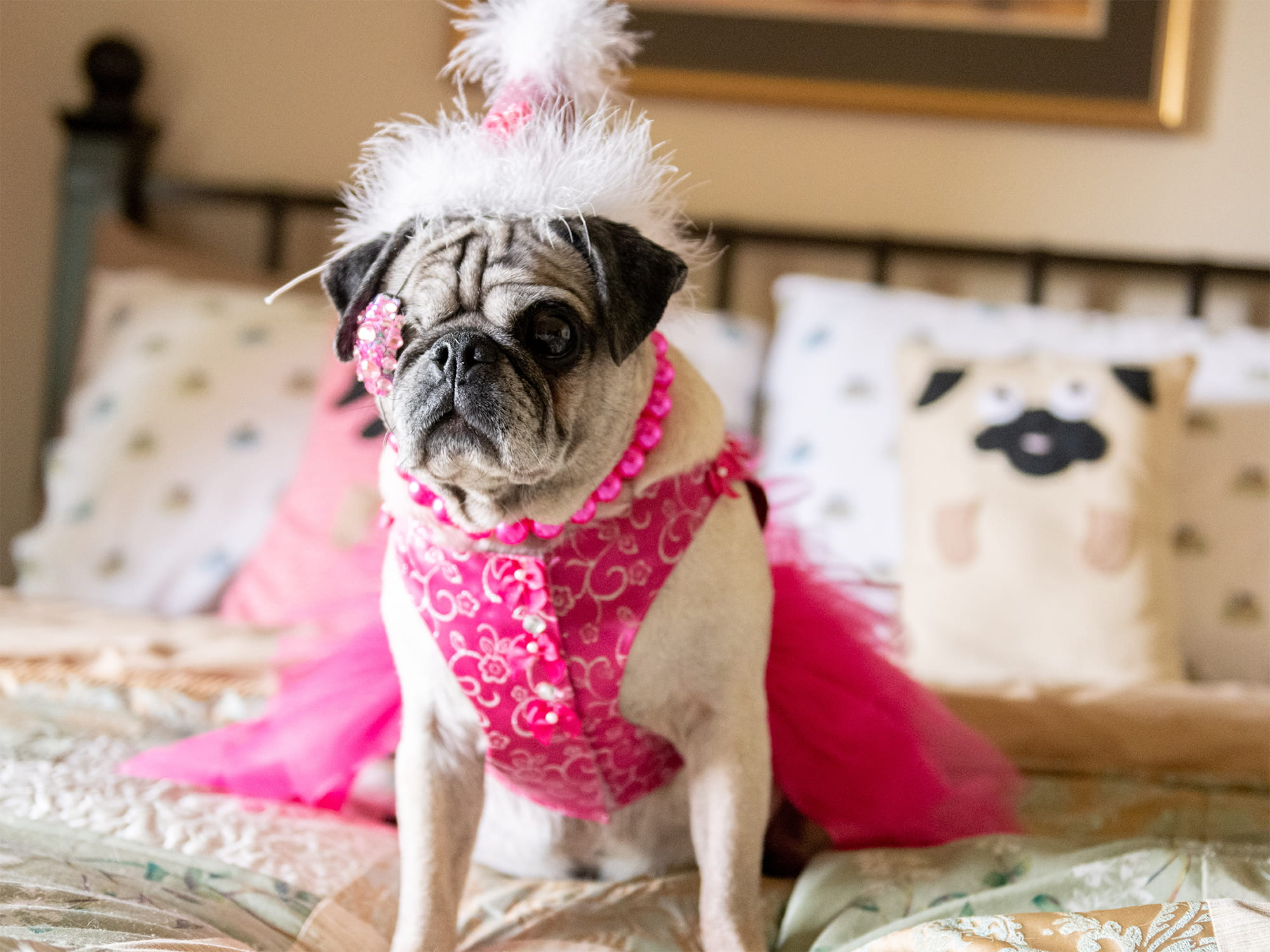Coordinating Cancer Care with a Diva's Wardrobe: Meet Ladybug the Pug ...