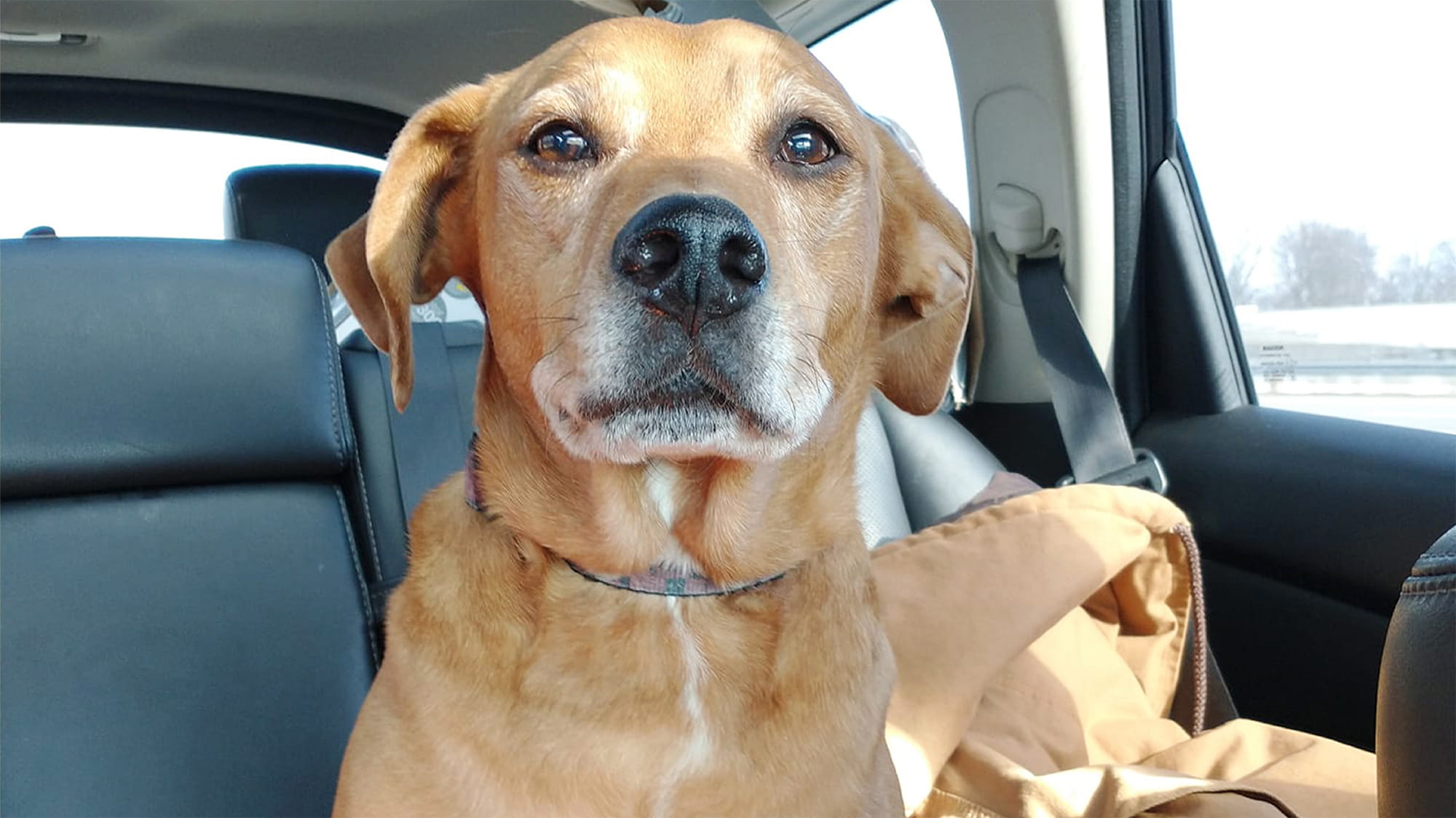 Fixing a Broken Chevy - Inspiring Animal Stories | VCA Voice