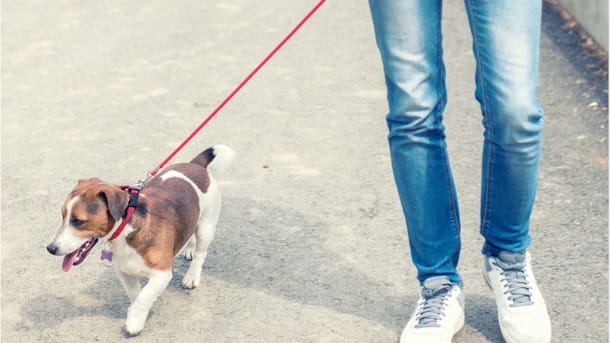 Your Visit to VCA in Rockwall, TX | VCA Ridge Road Animal Hospital