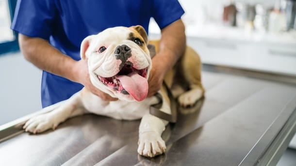 Your Visit to VCA in Rockwall, TX | VCA Ridge Road Animal Hospital