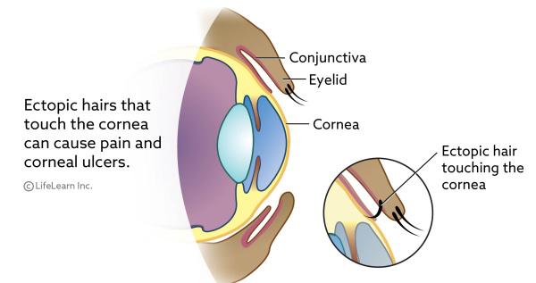 Ectopic Cilia or Eyelash Problems in Dogs | VCA Animal Hospital