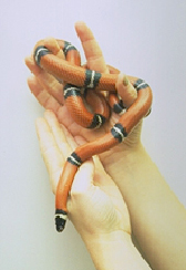 Snakes - Colubrid | VCA Animal Hospital