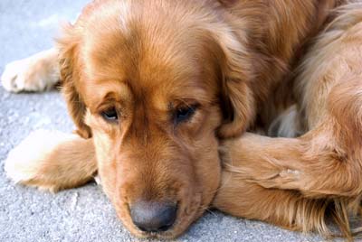 Why Dogs Turn Around Before Lying Down | VCA Animal Hospital