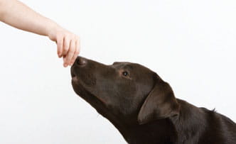 Food Bowl Aggression in Dogs | VCA Animal Hospital
