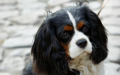Ichthyosis in Dogs | VCA Animal Hospital