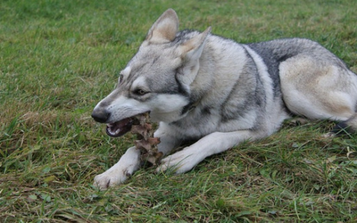 Botulism in Dogs | VCA Animal Hospital