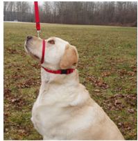 Head Halter Training for Dogs | VCA Animal Hospital