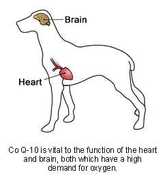 Coenzyme Q-10 | VCA Animal Hospital