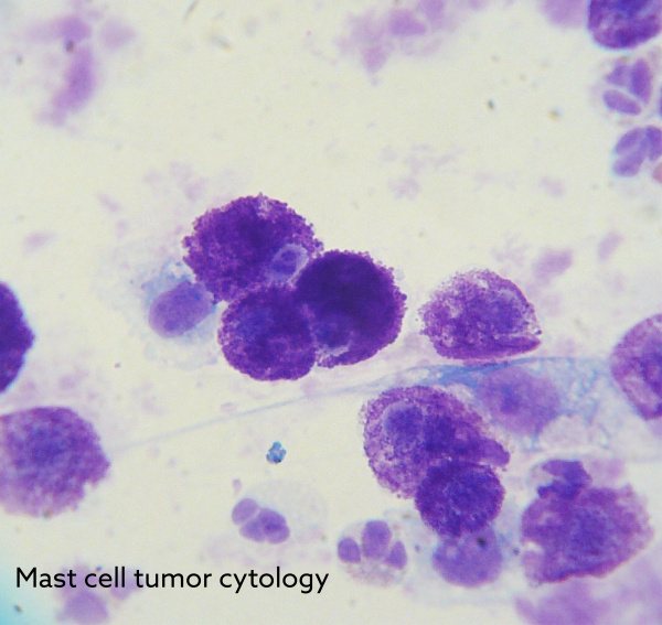 Cytology - General | VCA Animal Hospital