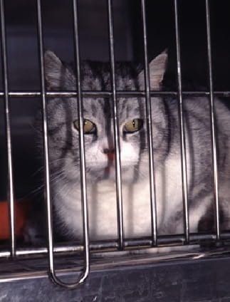 Surgical Pins and Plates in Cats | VCA Animal Hospital