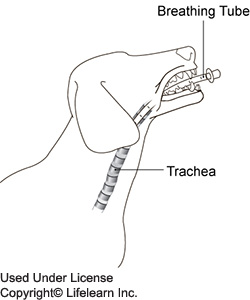 Anesthesia for Dogs | VCA Animal Hospital