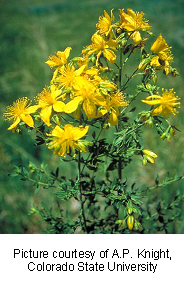 St John's Wort | VCA Animal Hospital
