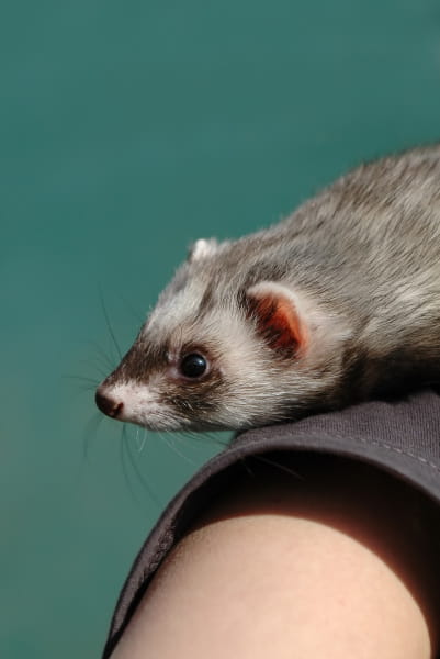 Lymphoma or Lymphosarcoma in Ferrets | VCA Animal Hospital