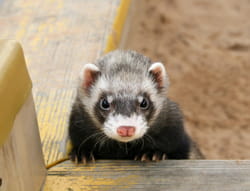 Lymphoma or Lymphosarcoma in Ferrets | VCA Animal Hospital
