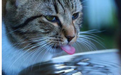 Cystitis and Lower Urinary Tract Disease in Cats | VCA Animal Hospital