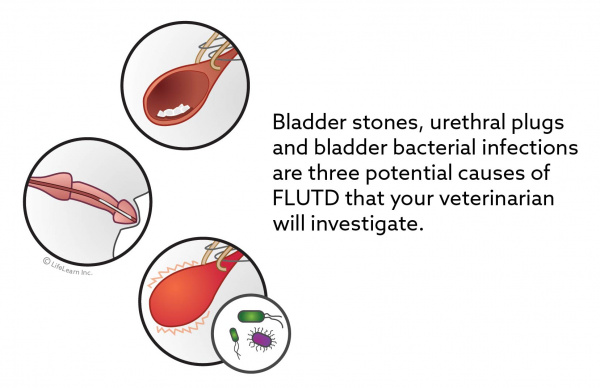 Cystitis and Lower Urinary Tract Disease in Cats | VCA Animal Hospital
