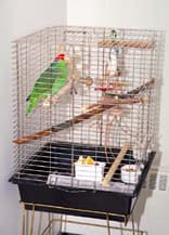 Obesity in Birds | VCA Animal Hospital