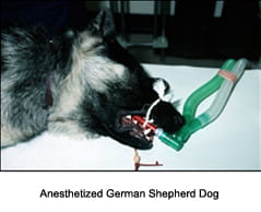 Cryosurgery in Dogs | VCA Animal Hospital