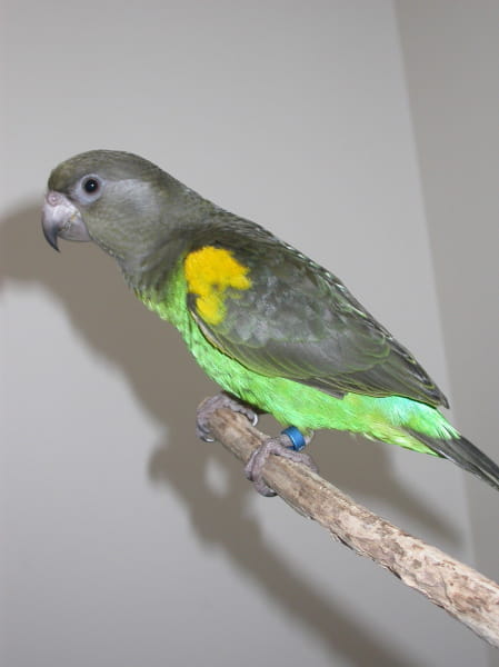 Meyers Parrots - General | VCA Animal Hospital