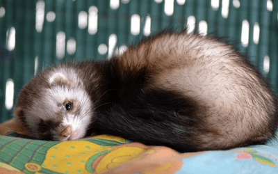 Hormonal Diseases in Ferrets | VCA Animal Hospital