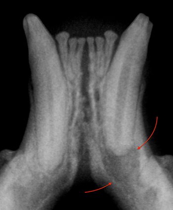 The Importance of Dental X-rays in Cats | VCA Animal Hospital