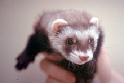 Owning a Ferret | VCA Animal Hospital