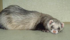Respiratory Diseases in Ferrets | VCA Animal Hospital