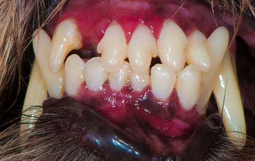 Gingivitis and Stomatitis in Dogs | VCA Animal Hospital